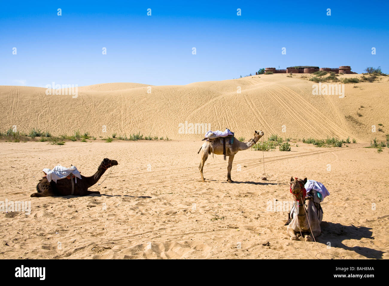 Camels in the Thar Desert, Osian Camel Camp on hilltop, Osian ...