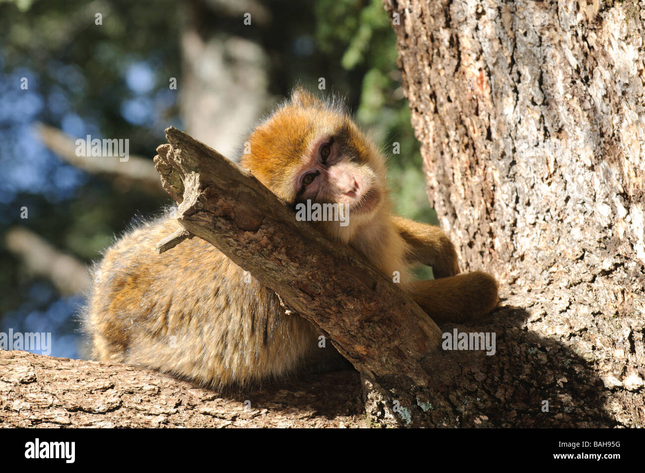 Barbary Macaque Macaca sylvanus climbing on trees in the cedar forest ...