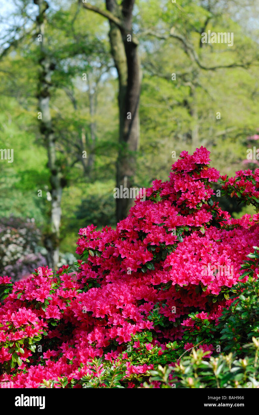 Azaleas hi-res stock photography and images - Alamy