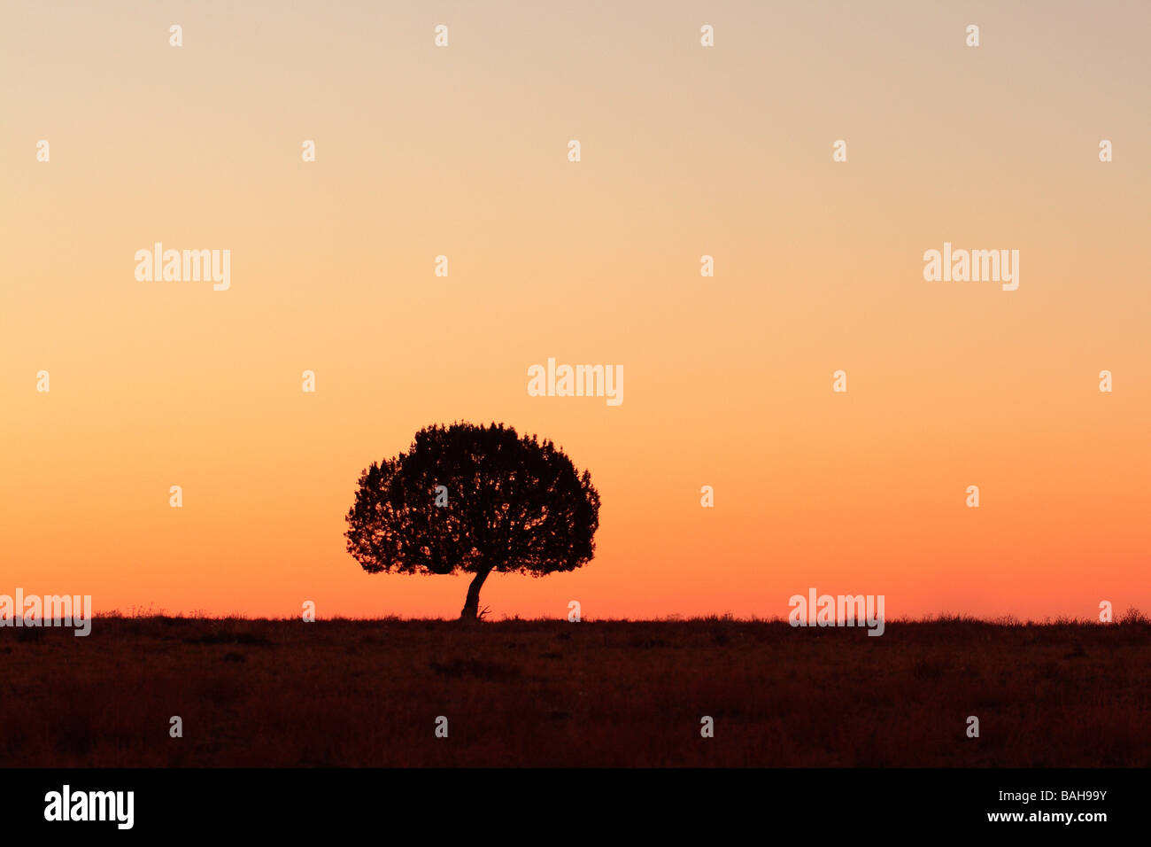Singular tree hi-res stock photography and images - Alamy