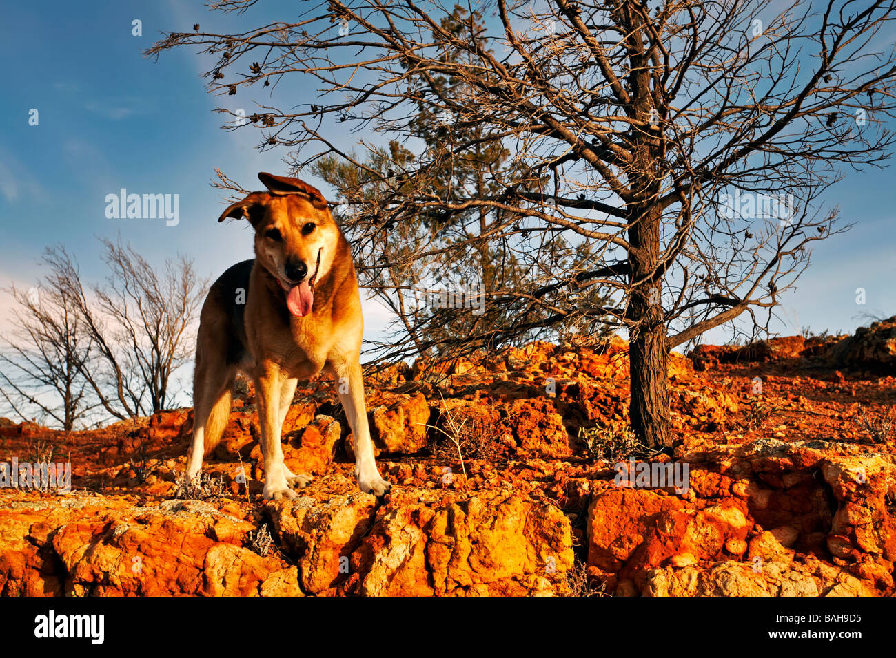 Rox the dog Stock Photo - Alamy