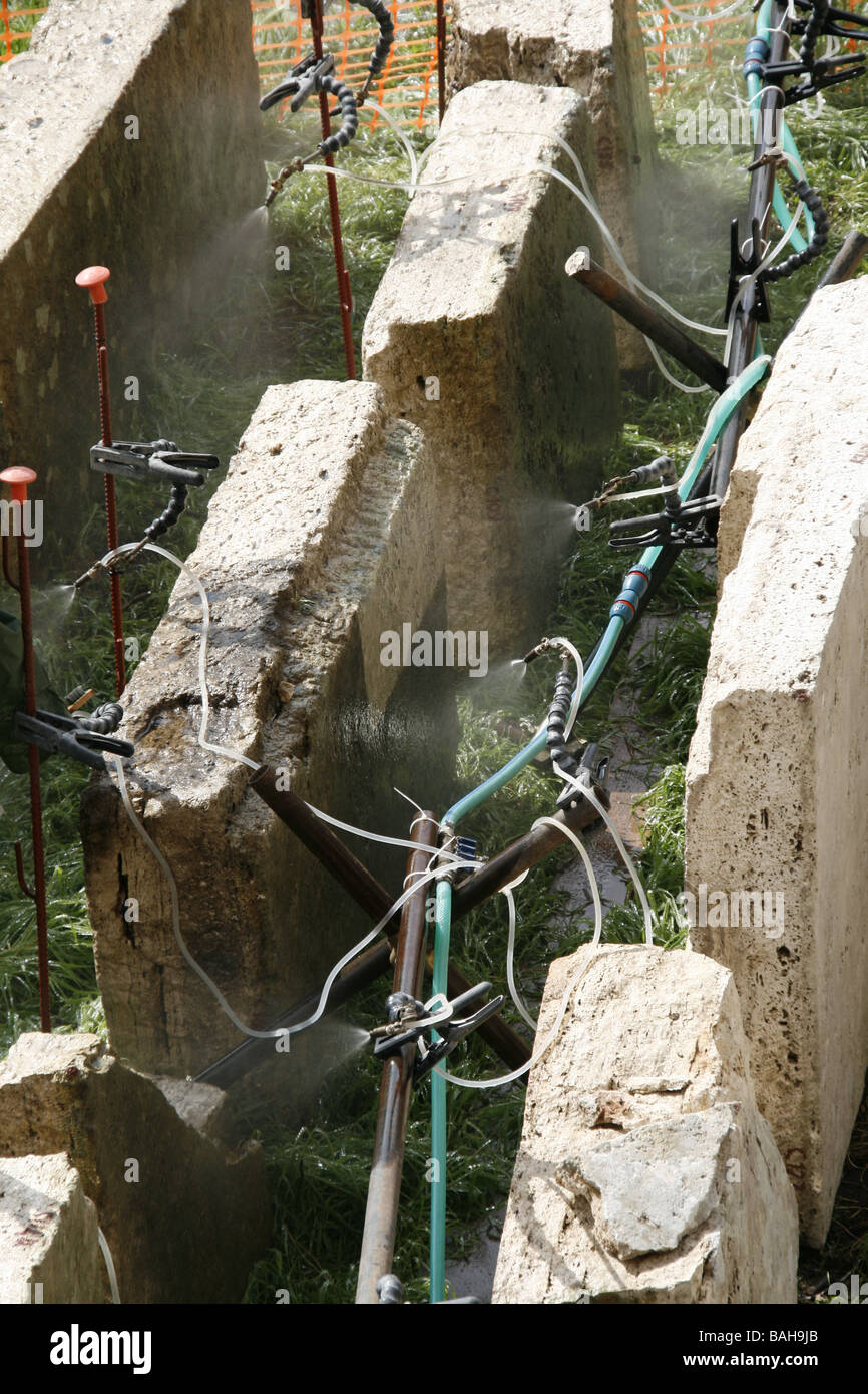 archaeologist cleaning ancient roman relics in the largo argentina ...