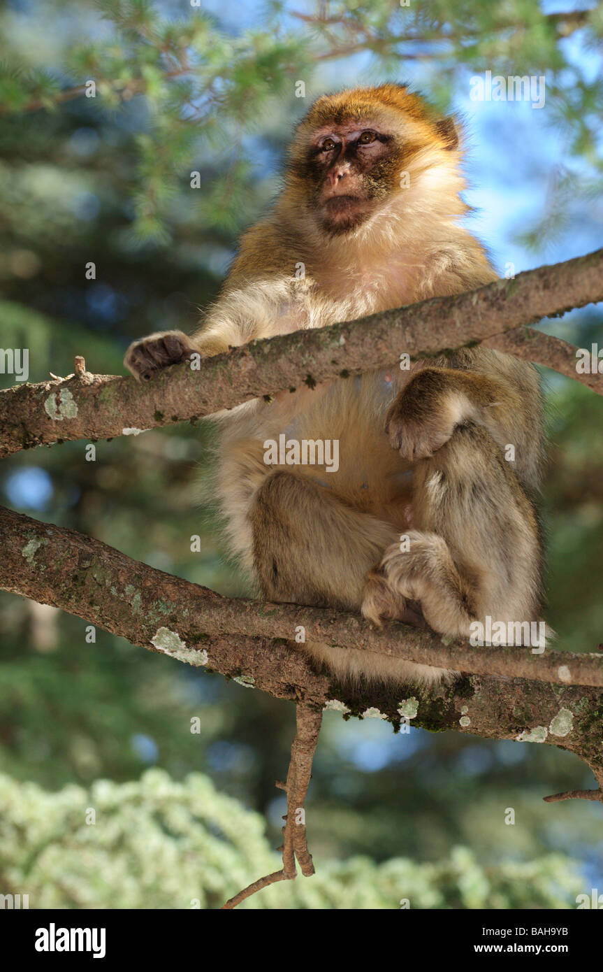 Barbary Macaque Macaca sylvanus climbing on trees in the cedar forest ...