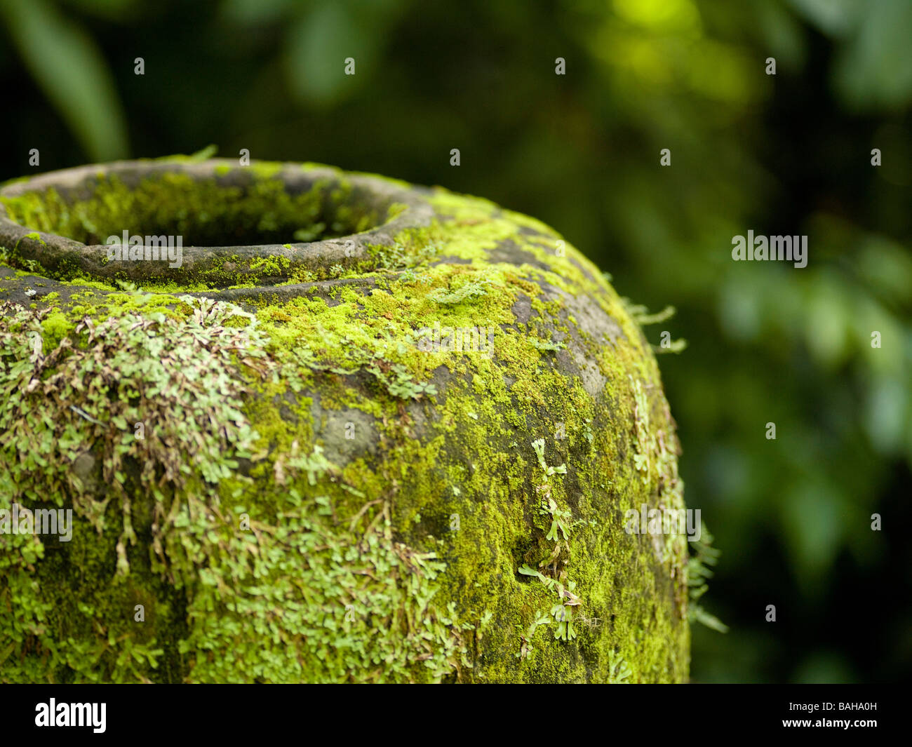 Moss covered urn Stock Photo - Alamy