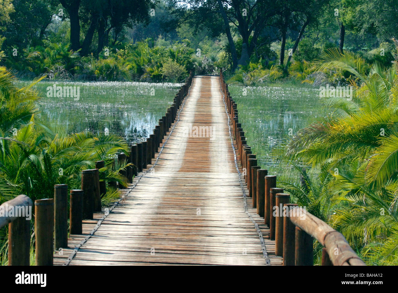 Swing bridge over the Okavango flood plains near Jao Bush Camp ...