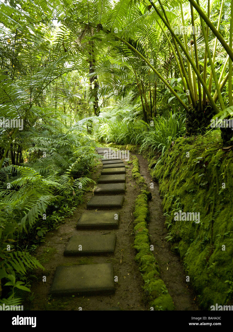 Forest path; Ubud, Bali, Indonesia Stock Photo - Alamy
