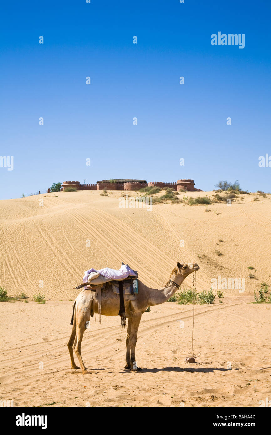 Camel standing in the Thar Desert, Osian Camel Camp on hilltop, Osian ...
