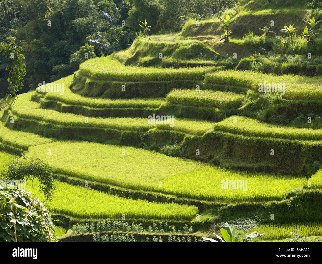 Rice fields in Bali, Indonesia Stock Photo - Alamy