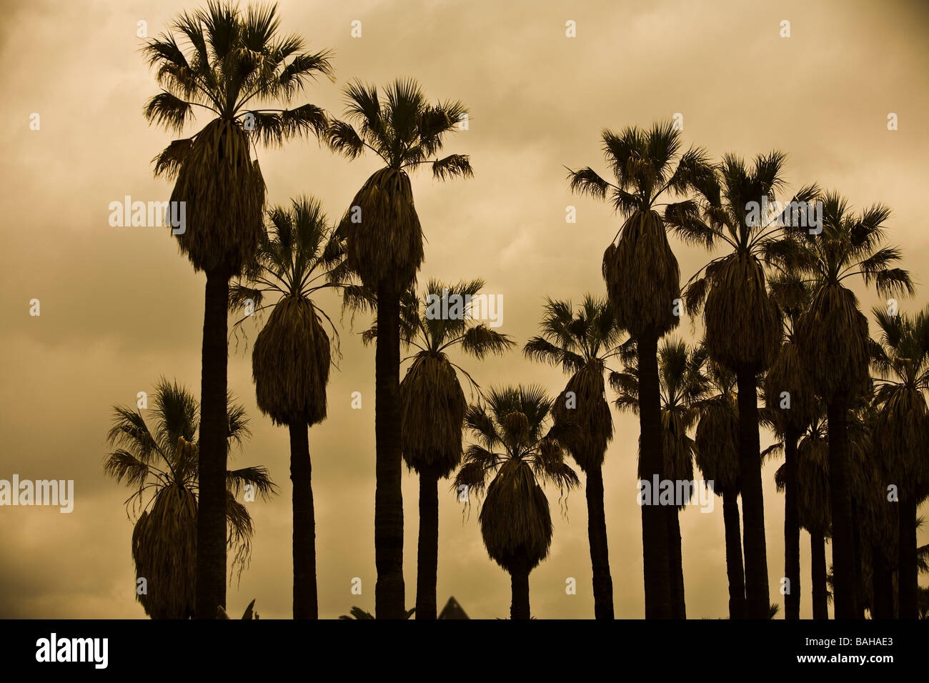 palm trees Angelus Rosedale Cemetery Los Angeles California United ...