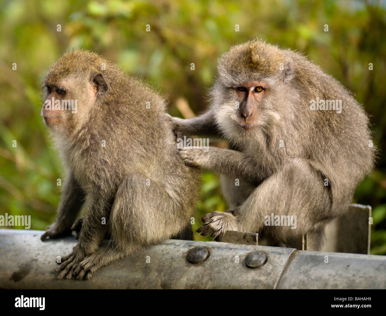 Two monkeys seated hi-res stock photography and images - Alamy