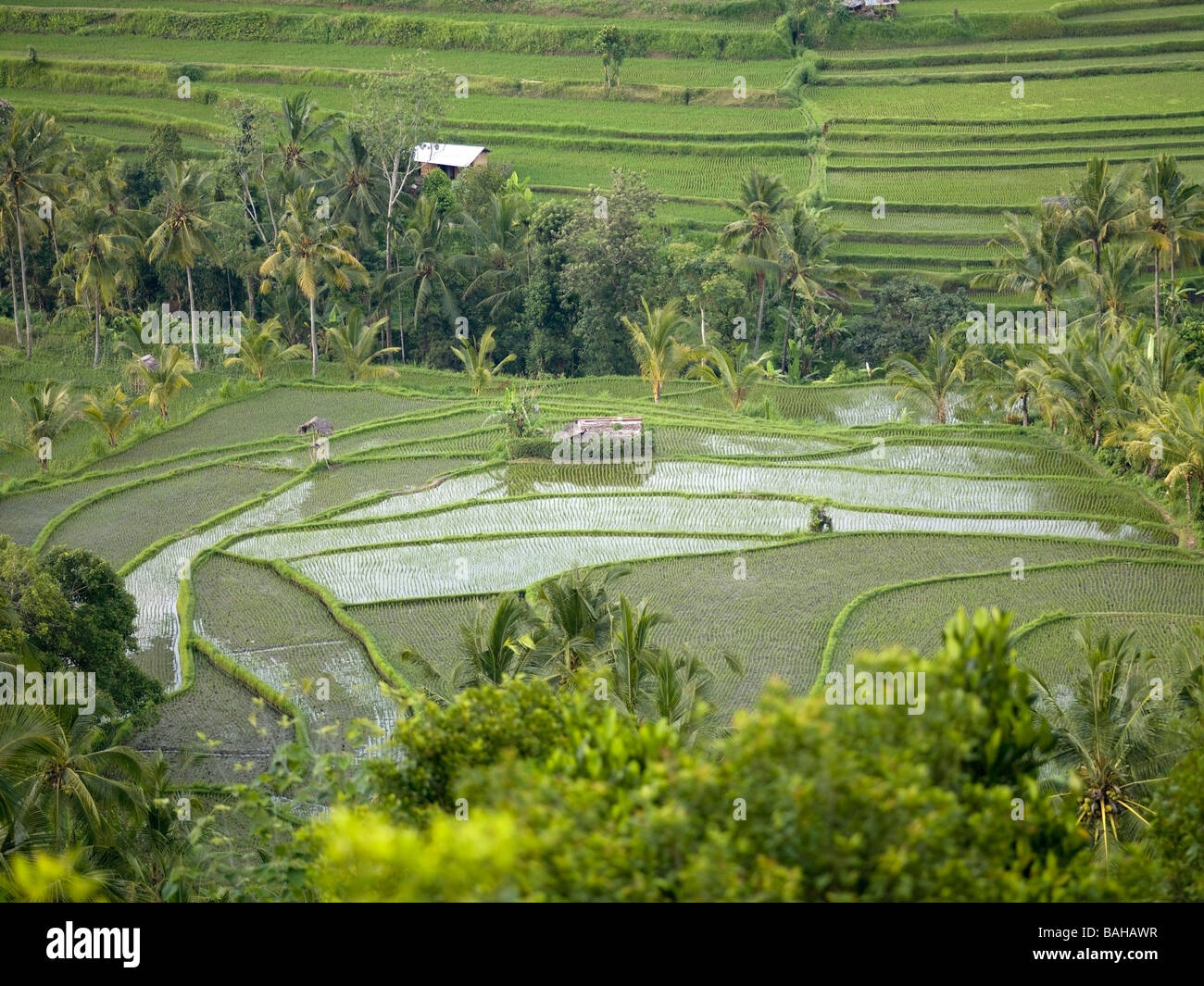 Bali, Indonesia, Asia; rice fields Stock Photo - Alamy
