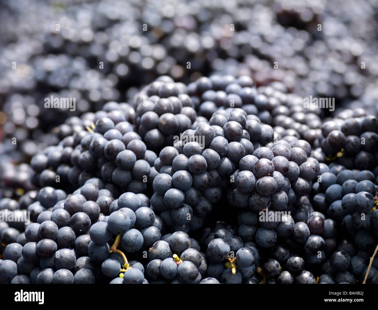 Pile delicious fresh grape bunches hi-res stock photography and images ...