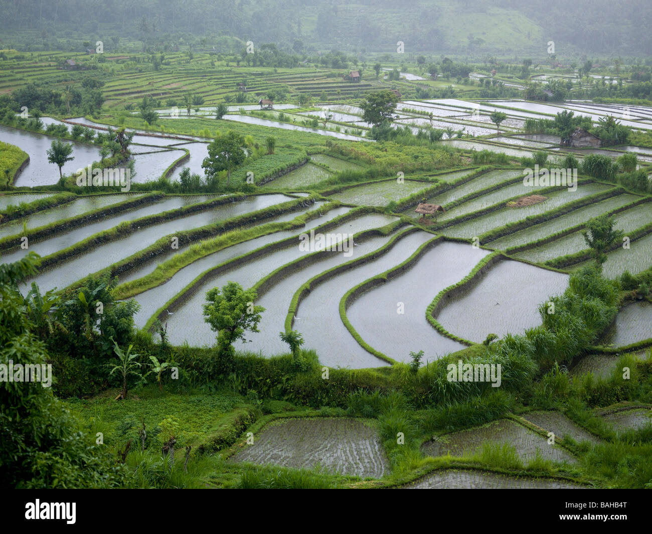 Rice fields, Bali, Indonesia Stock Photo - Alamy