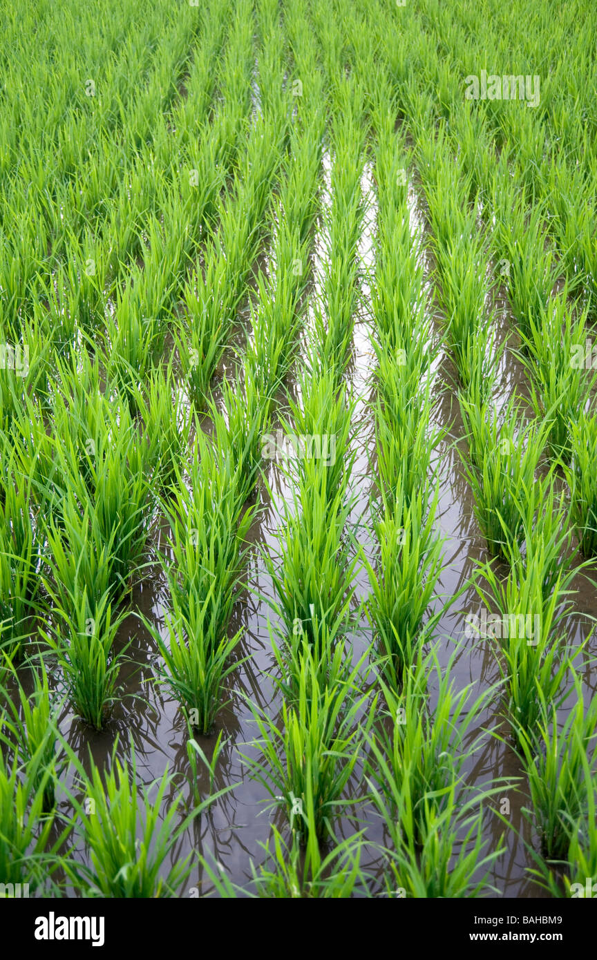 Rice field, Bali, Indonesia Stock Photo - Alamy