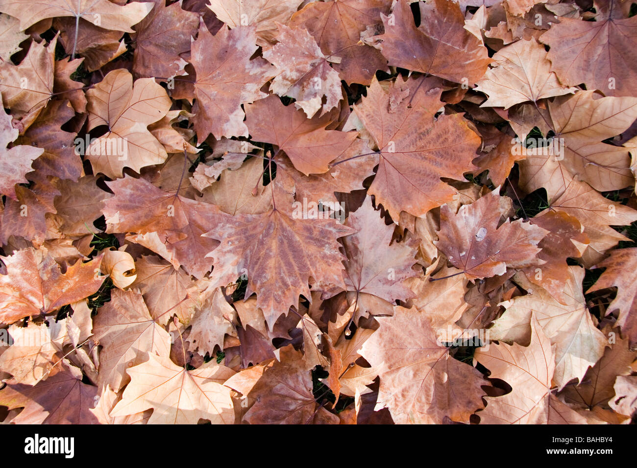 Autumn Fall leaves Stock Photo - Alamy