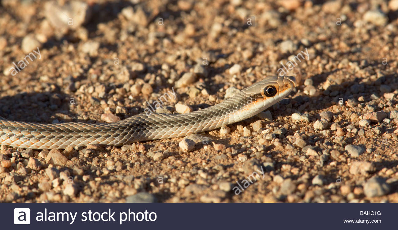 Patch Nosed Snake High Resolution Stock Photography and Images - Alamy