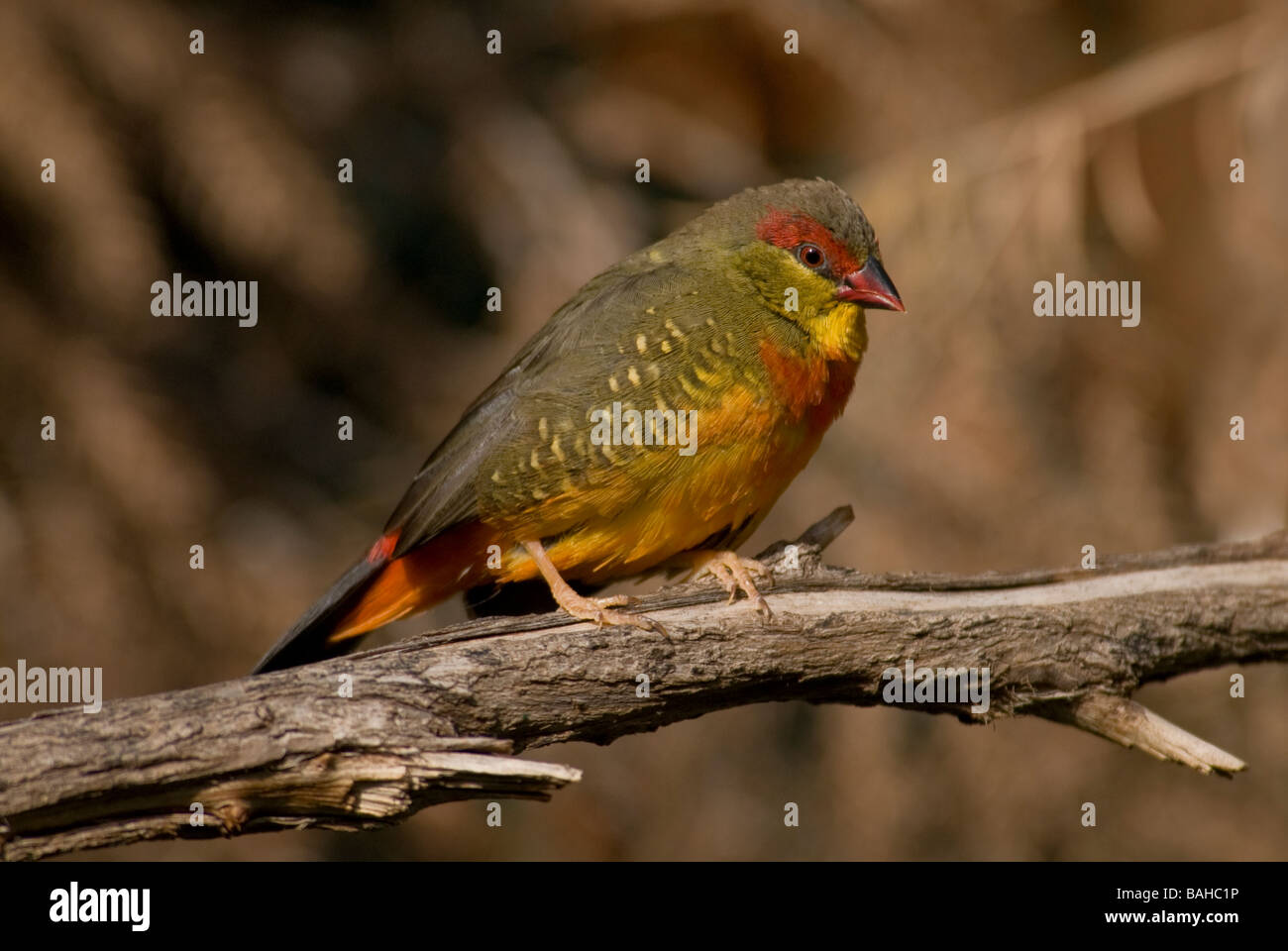 Zebra Waxbill Finch 'Amandava subflava', male Stock Photo - Alamy