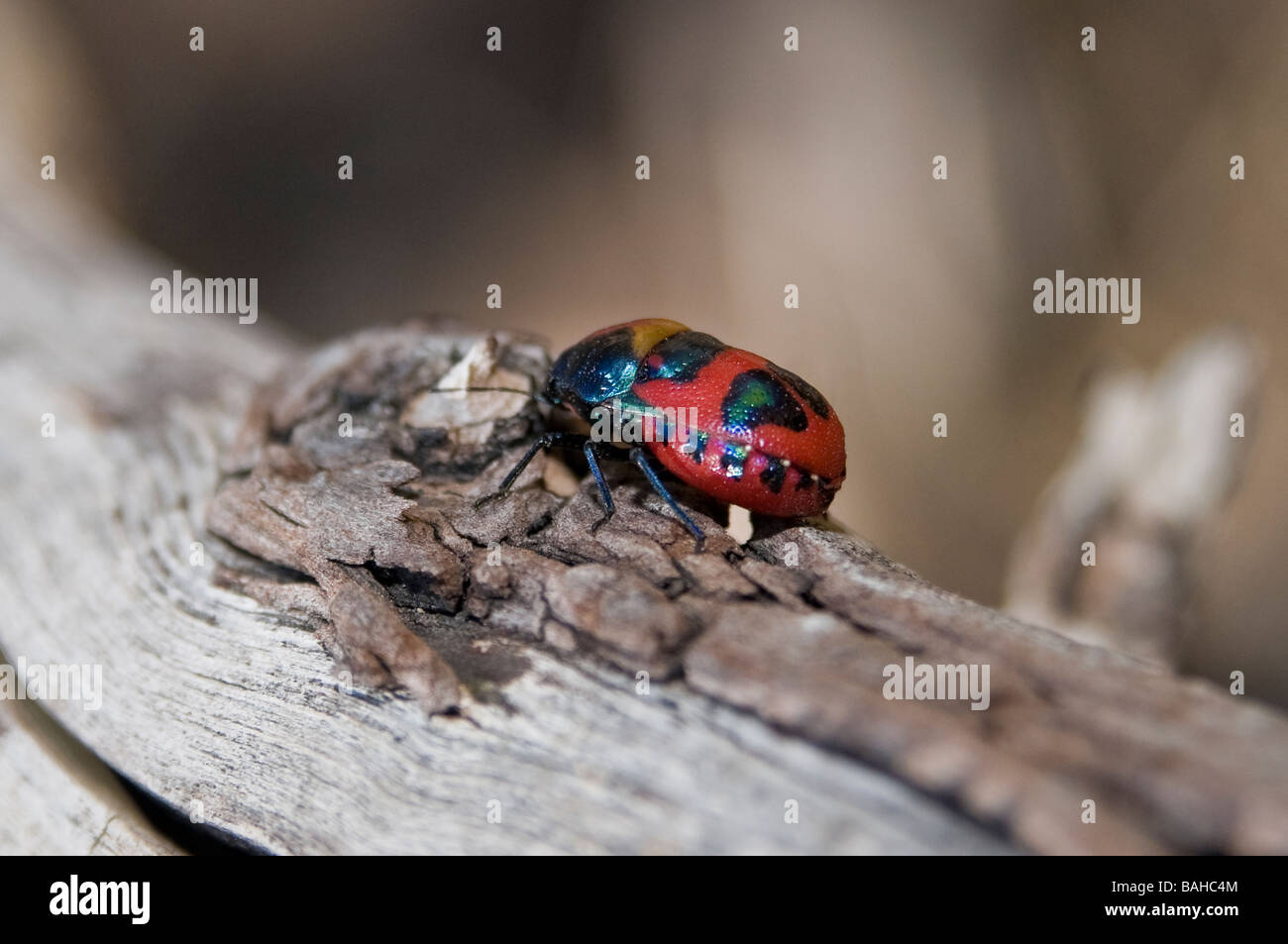 Australian beetles hi-res stock photography and images - Alamy
