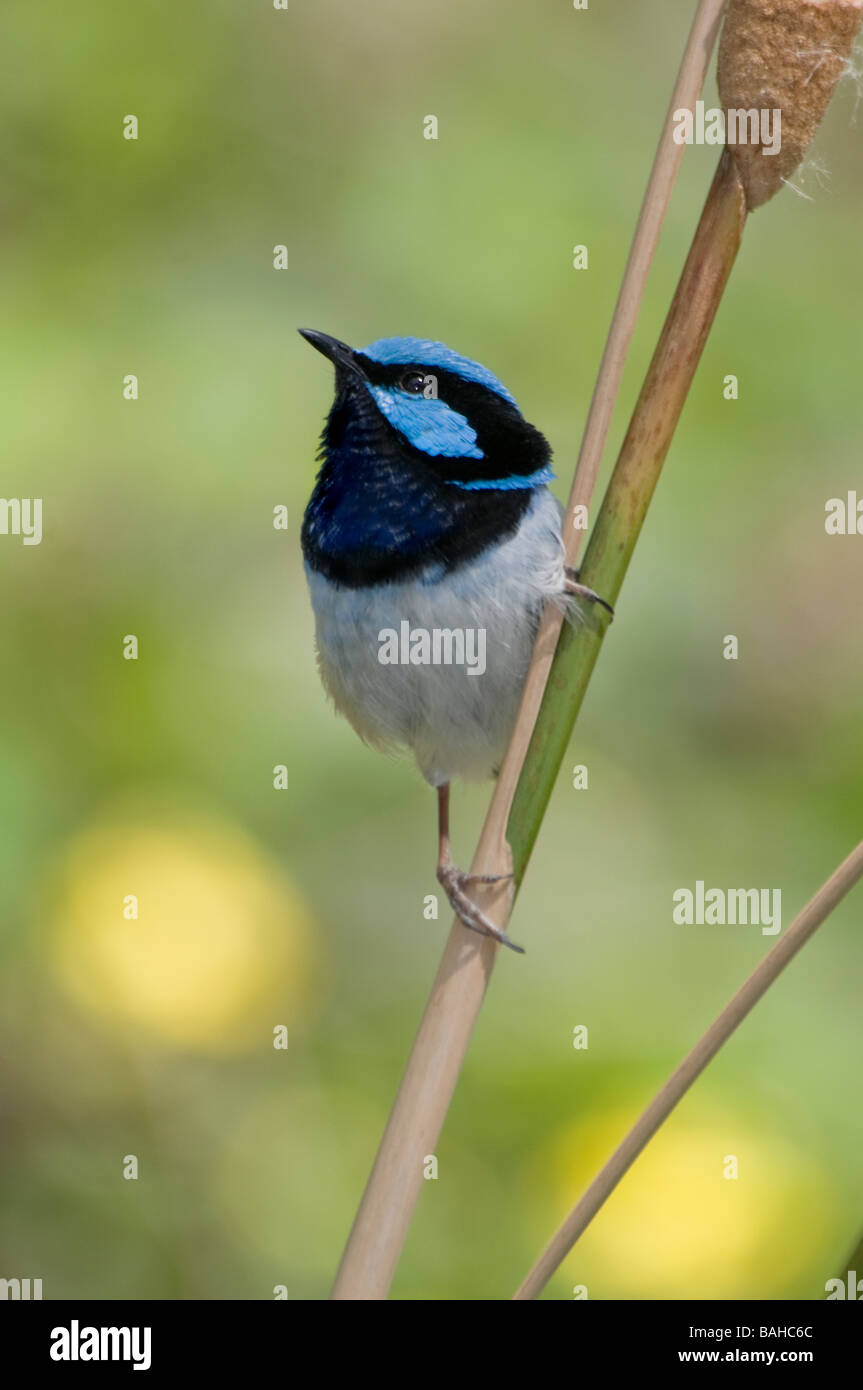 Wrens Australian Wrens High Resolution Stock Photography and Images - Alamy