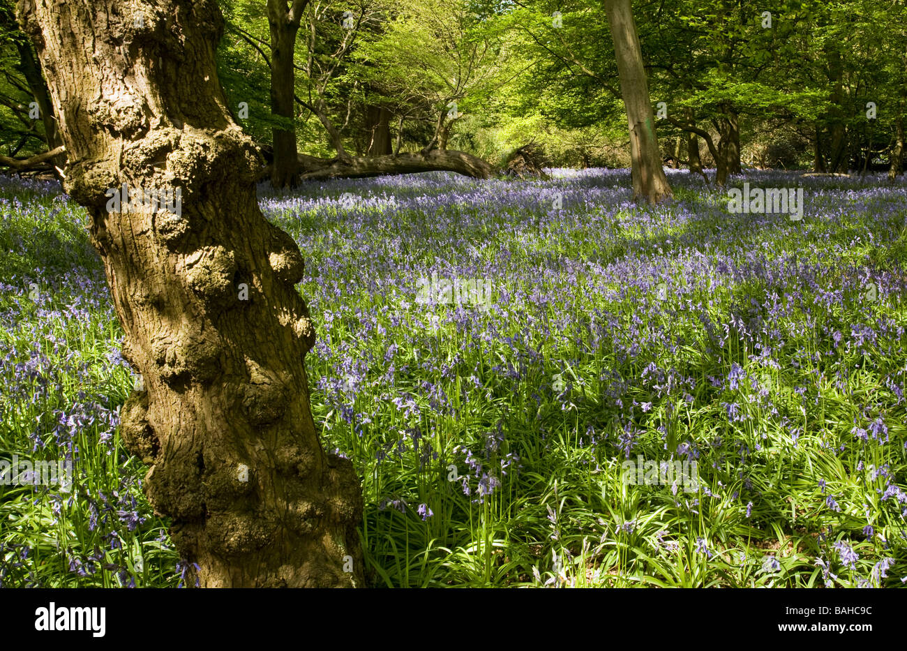 Bluebells & Tree 8 Stock Photo - Alamy