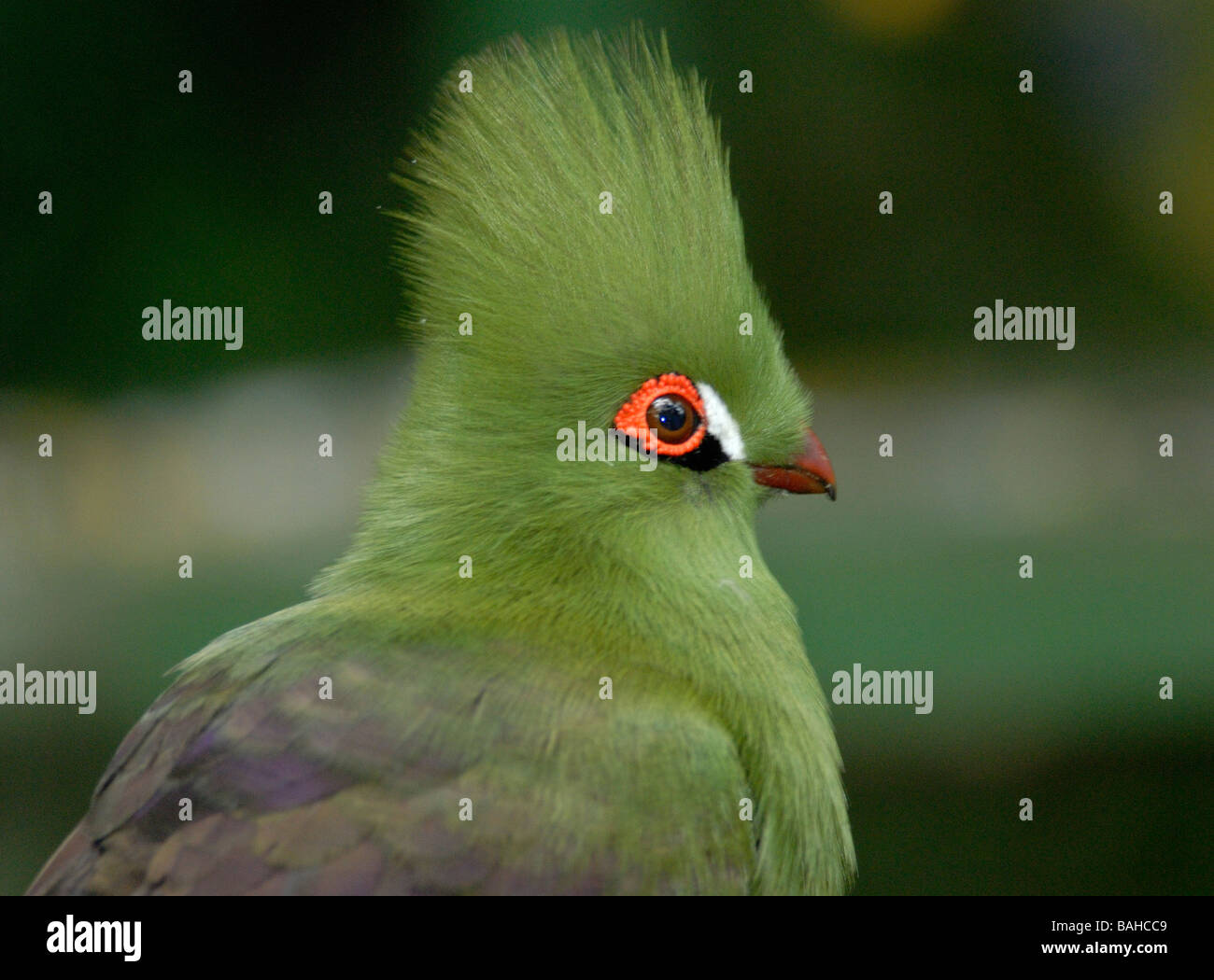 Buffoni hi-res stock photography and images - Alamy