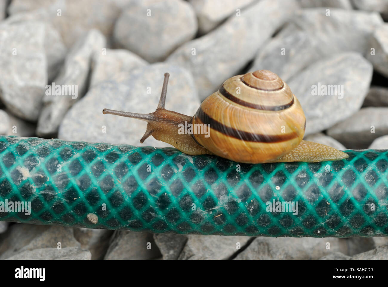 Dark lipped banded snails hi-res stock photography and images - Alamy