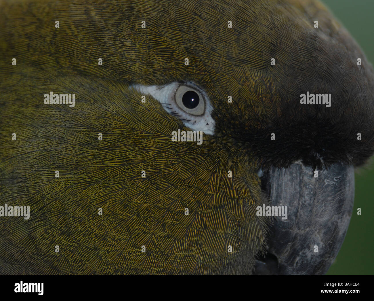 Patagonian conure hi-res stock photography and images - Alamy