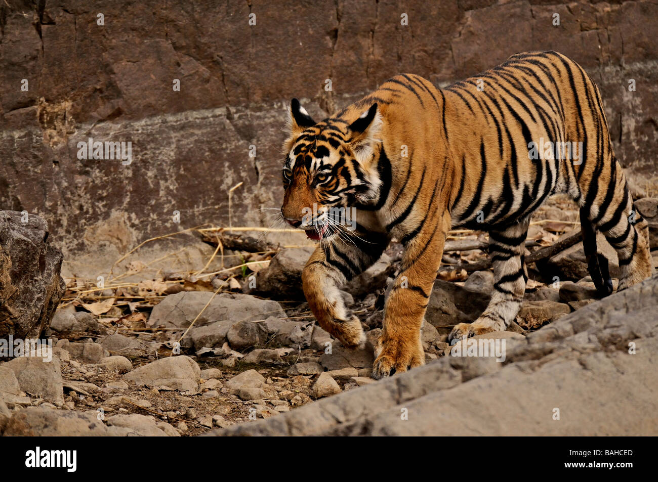 A young tiger walking on a rocky path in Ranthambore national park ...