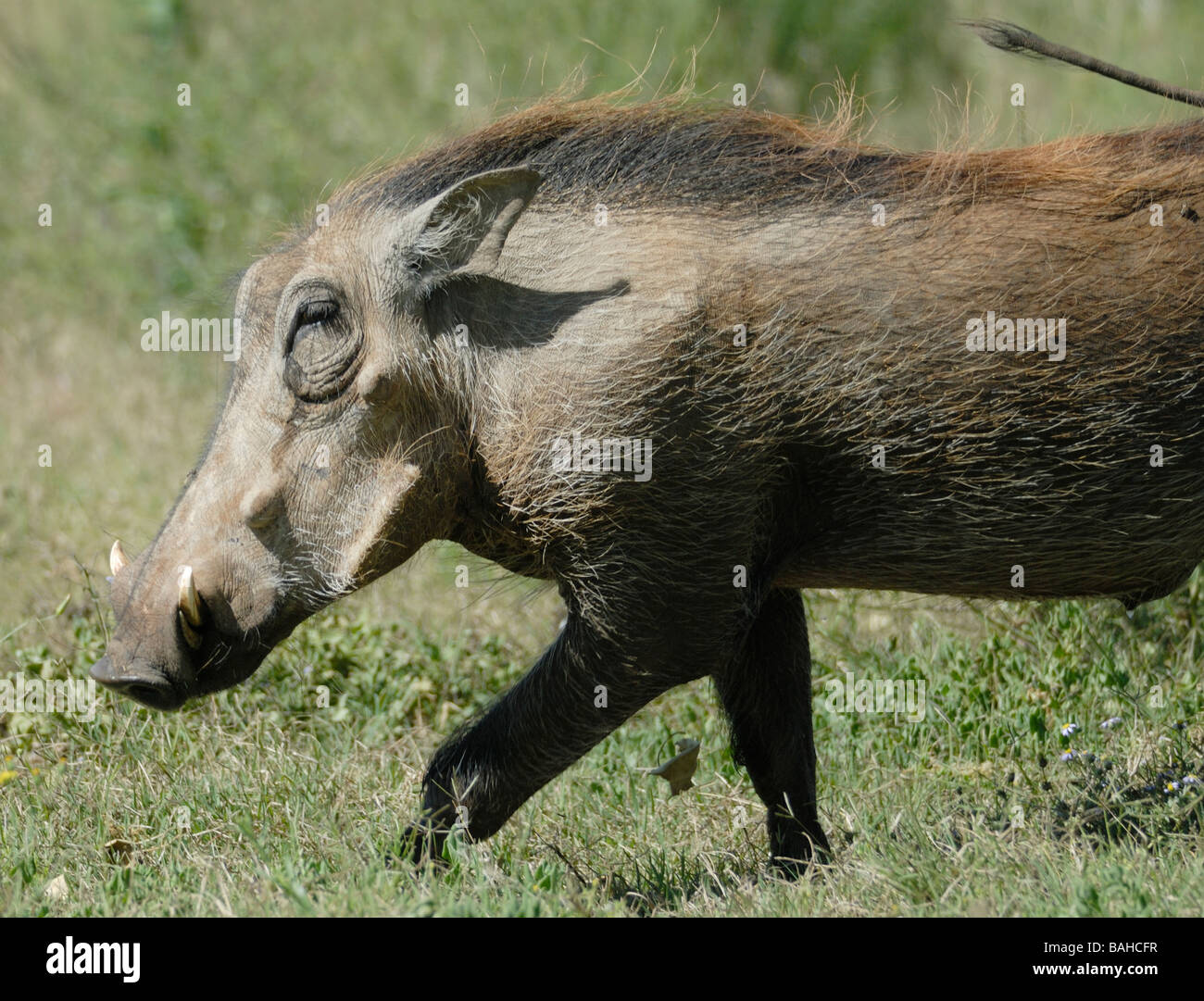 A common warthog (Phacochoerus africanus) with fine lower tusks trots ...