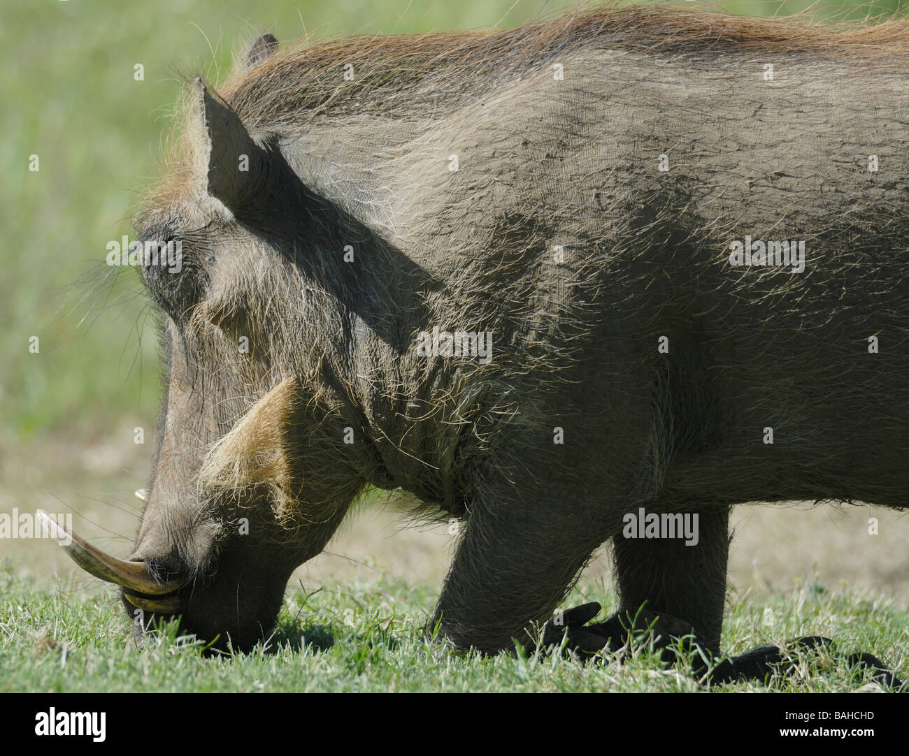 A male common warthog (Phacochoerus africanus) with fine lower tusks ...