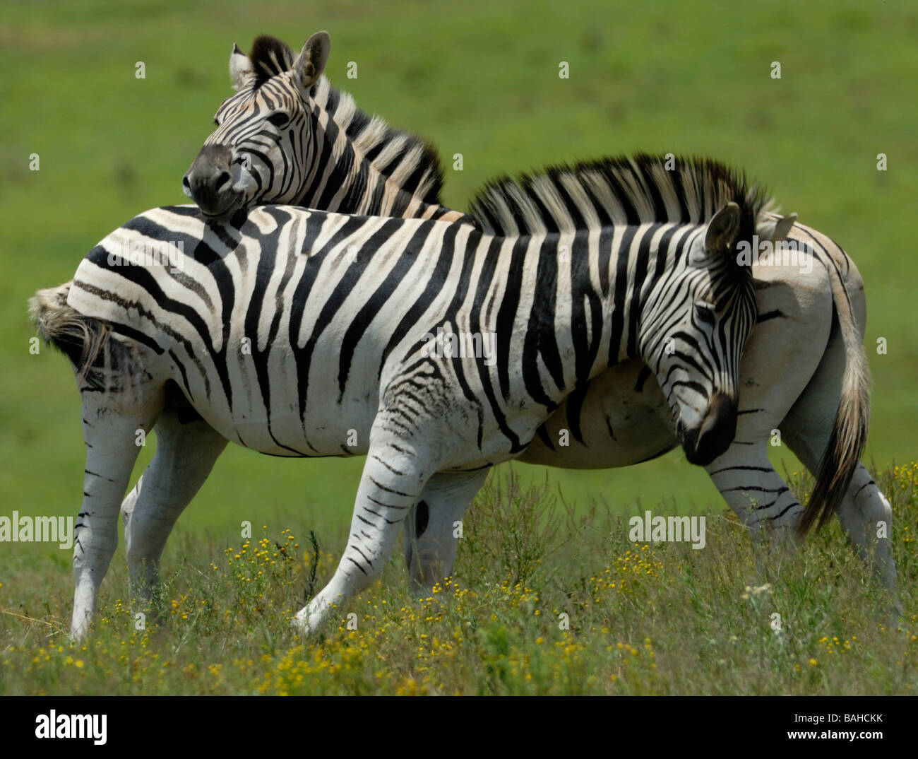 A pair of Burchell's Zebra (Equus burchelli) stand head to tail in ...