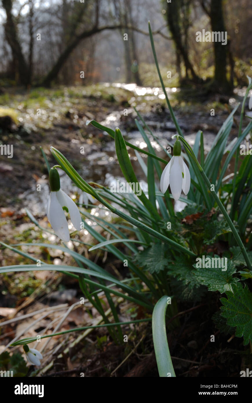 Welsh wildflowers hi-res stock photography and images - Alamy