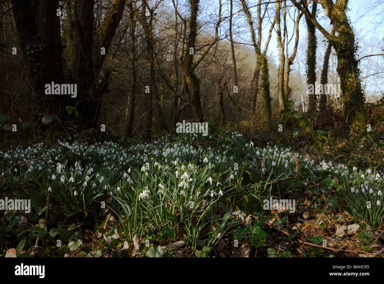 Snowdrop flowers Galanthus nivalis growing in a Welsh woodland, Wales ...