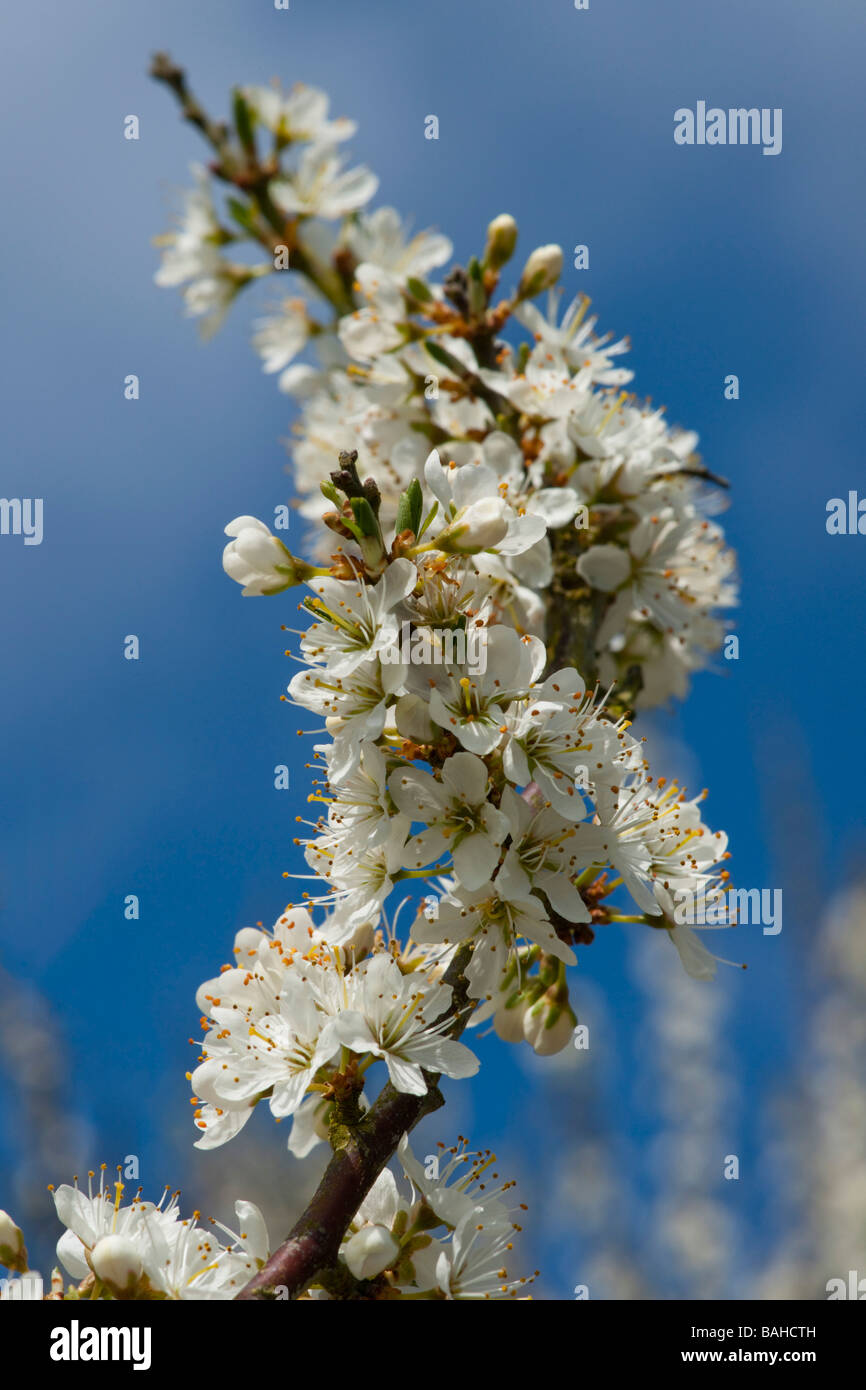 Sloe bush in flower hi-res stock photography and images - Alamy