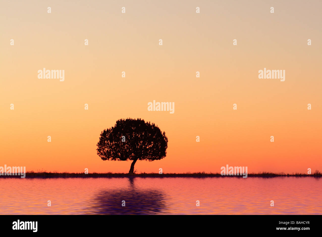 Singular tree hi-res stock photography and images - Alamy