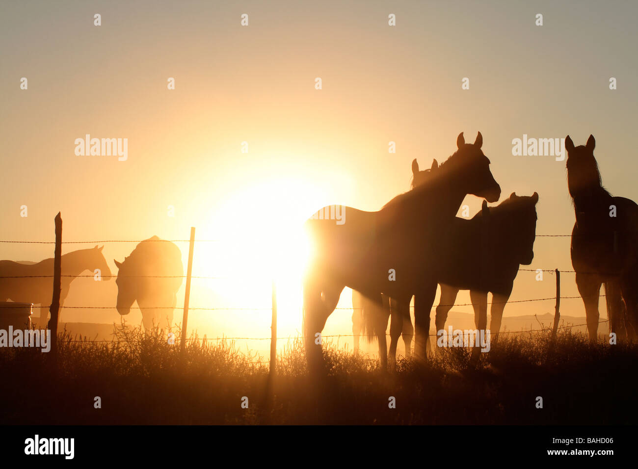 Horse equine hi-res stock photography and images - Alamy