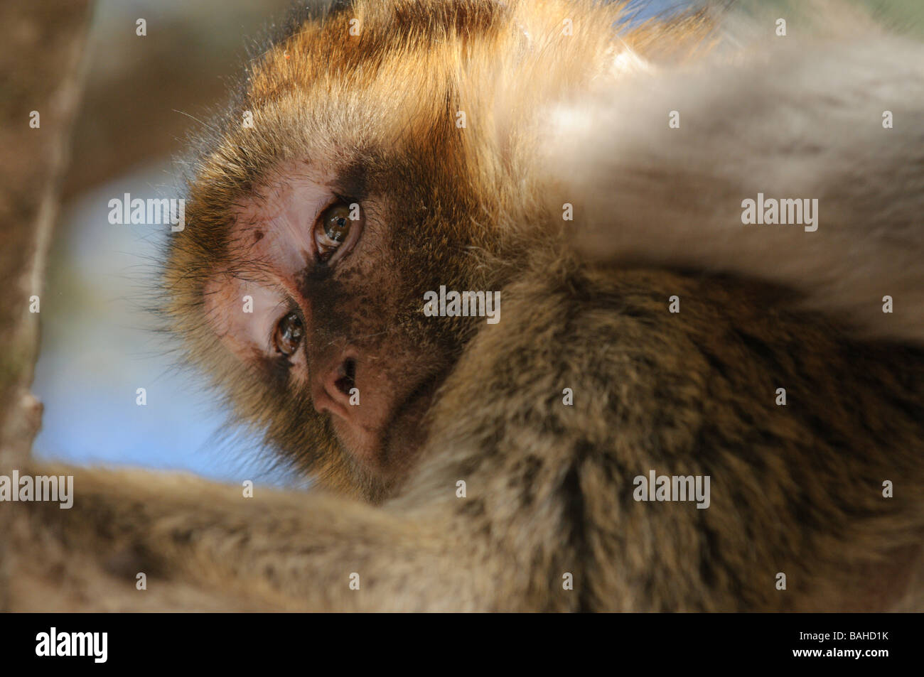 Barbary Macaque Macaca sylvanus climbing on trees in the cedar forest ...