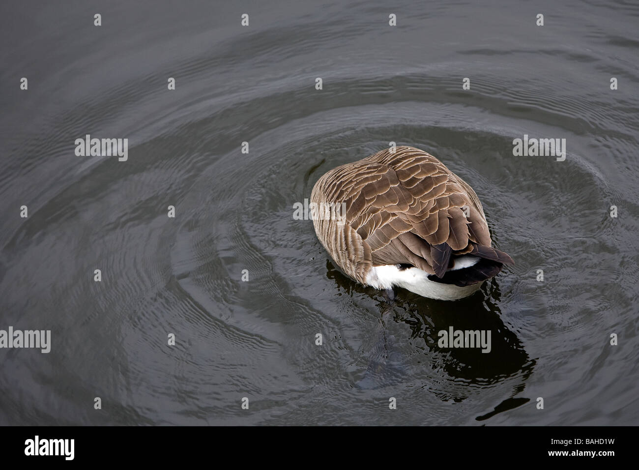 Goose head water under hi-res stock photography and images - Alamy