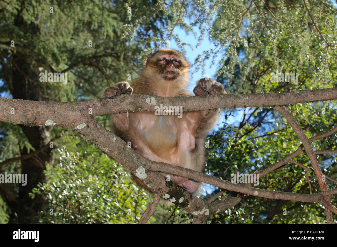 Planta de pinaceae hi-res stock photography and images - Alamy