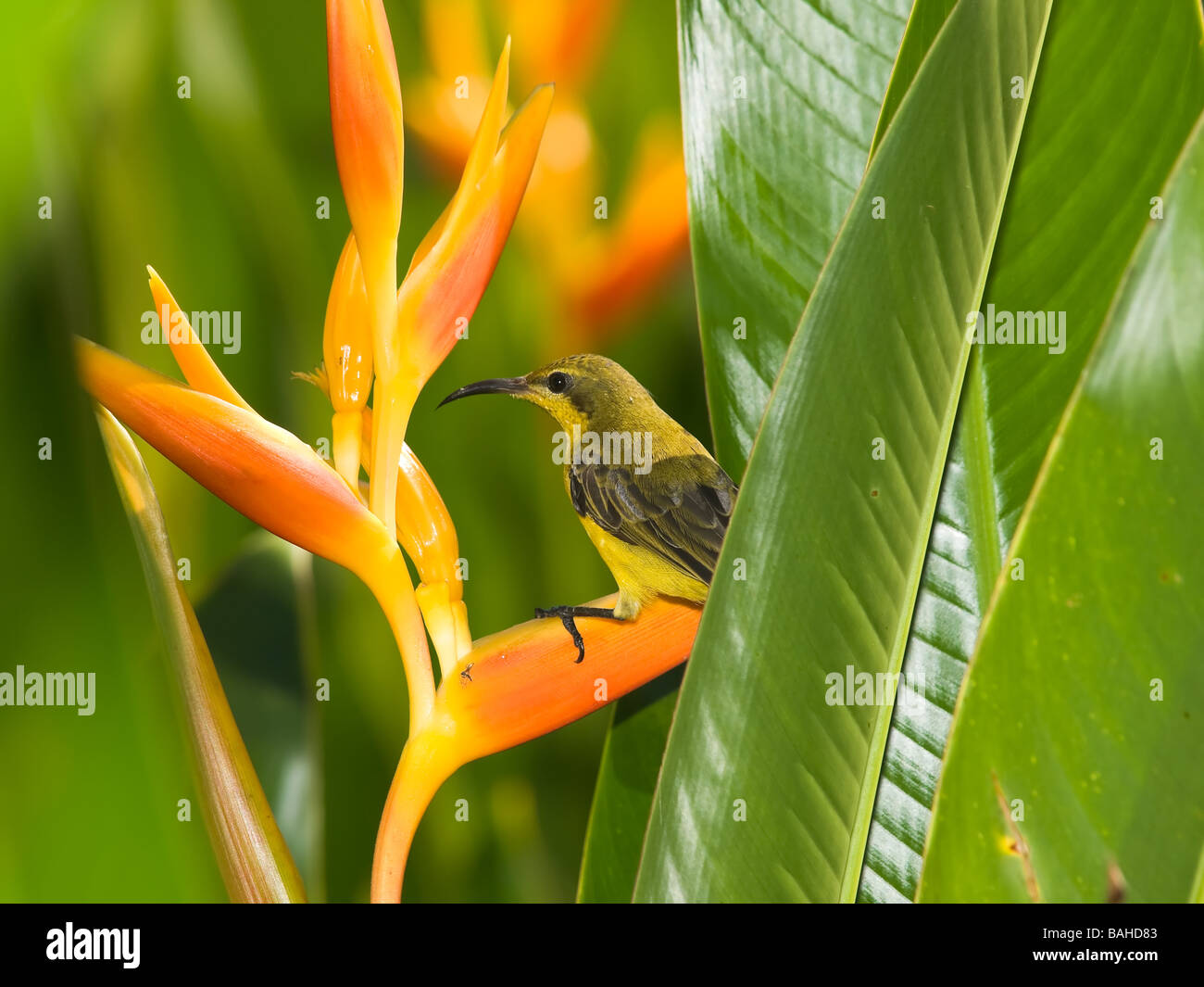 Olive backed sunbird flower hi-res stock photography and images - Alamy