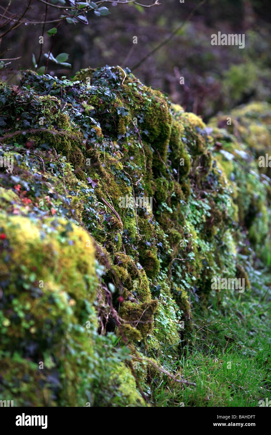 Stone Walls Covered in Moss and Vegetation Ireland Stock Photo - Alamy
