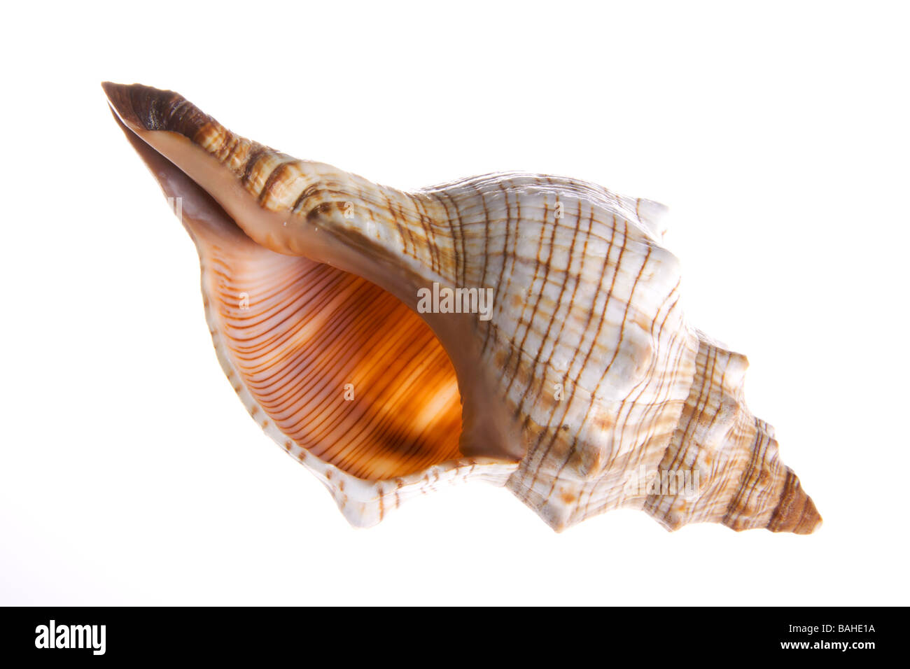 Seashell on white background Stock Photo - Alamy