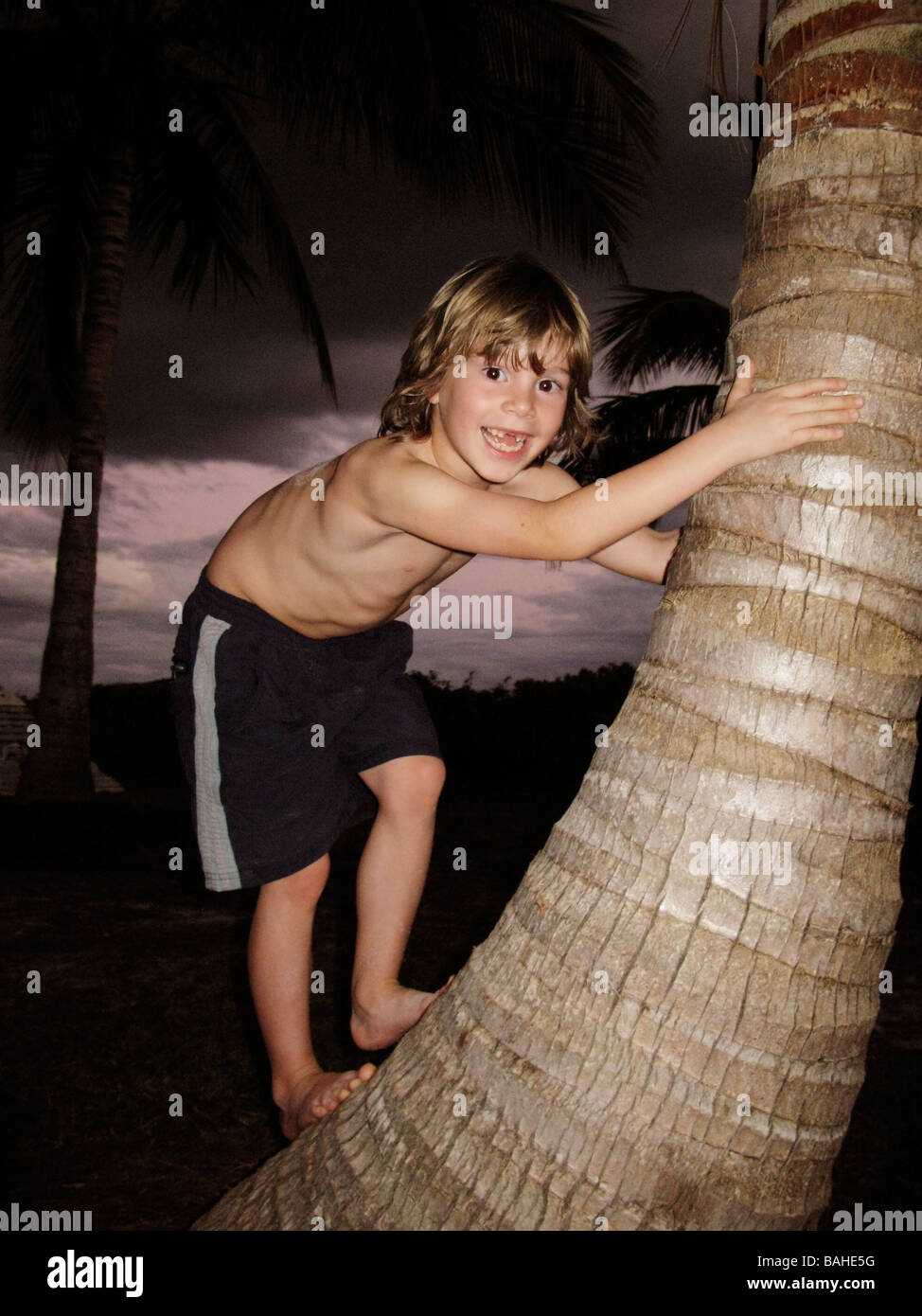 young boy climbing a palm tree in florida Stock Photo - Alamy
