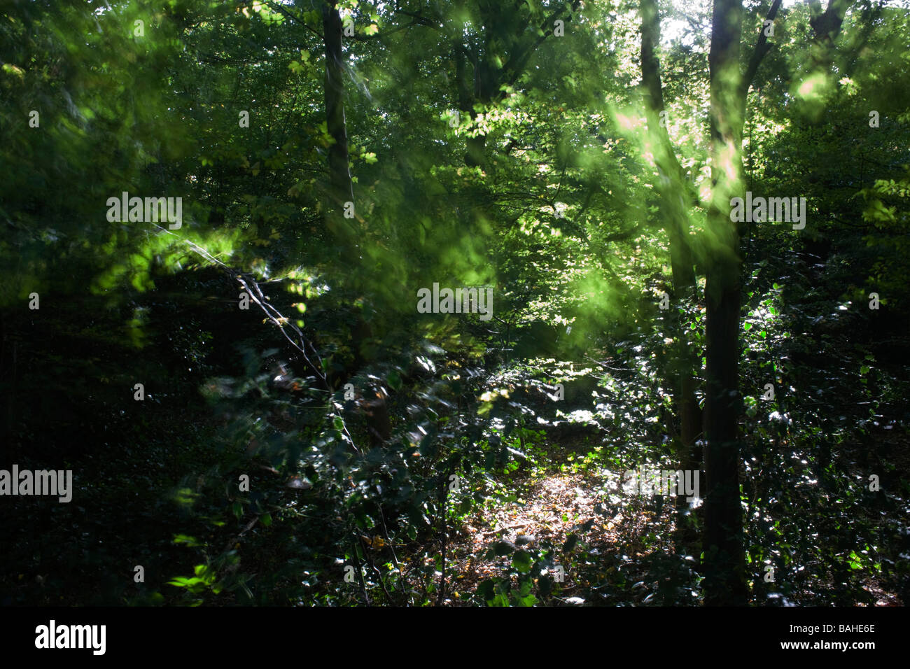 Summer sunlight filters through the old boughs and green foliage of ...