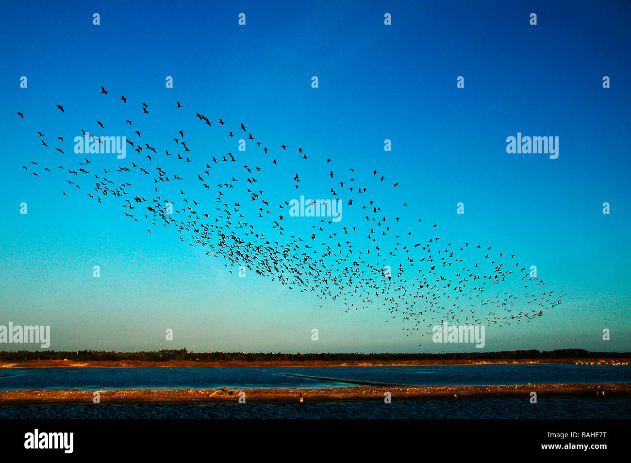 formation flying by Glossy ibis Stock Photo - Alamy