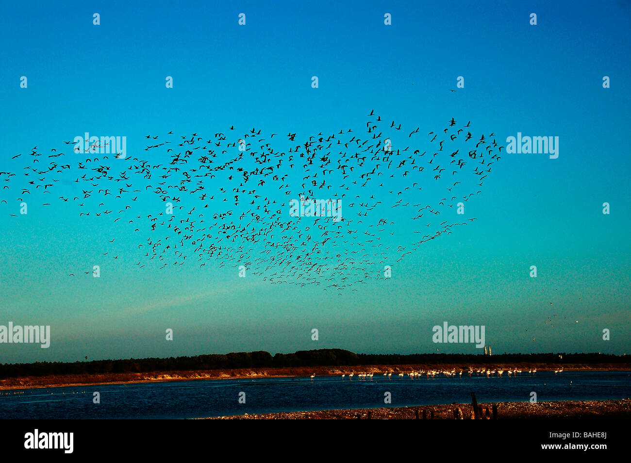formation flying by Glossy ibis Stock Photo - Alamy