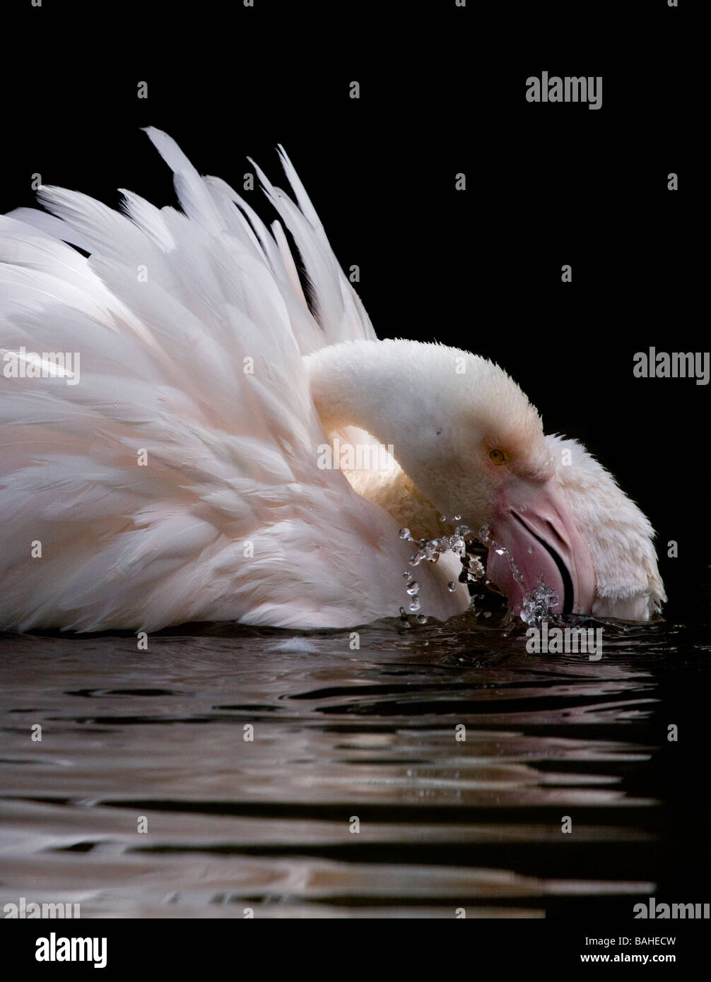 Adelaide Zoo's oldest flamingo bathing Stock Photo - Alamy