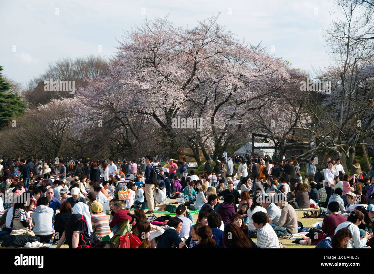 Hanami party hi-res stock photography and images - Alamy