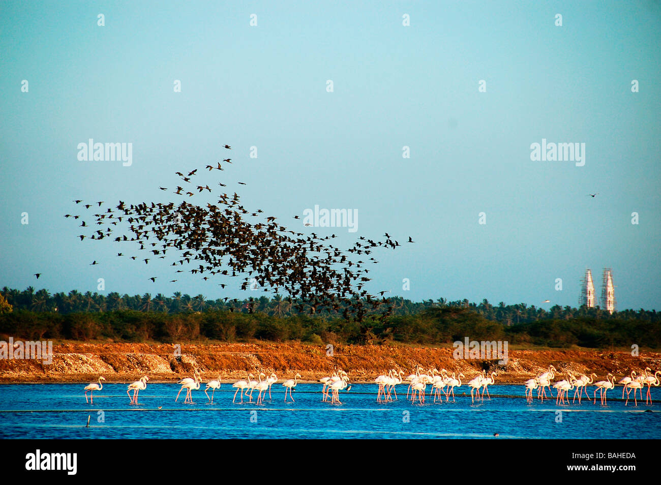 formation flying by Glossy ibis Stock Photo - Alamy