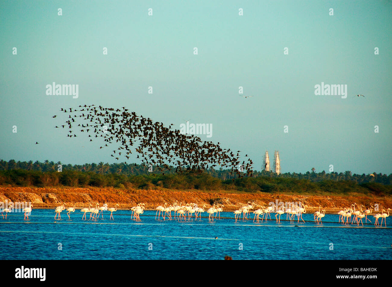 formation flying by Glossy ibis Stock Photo - Alamy